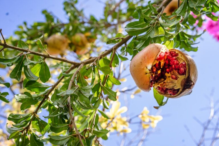 Grenadier arbre fruitier : la meilleure manière de le planter ...